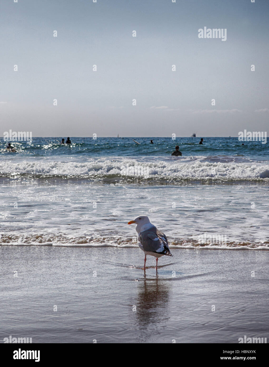 Vogel am arm hi-res stock photography and images - Alamy