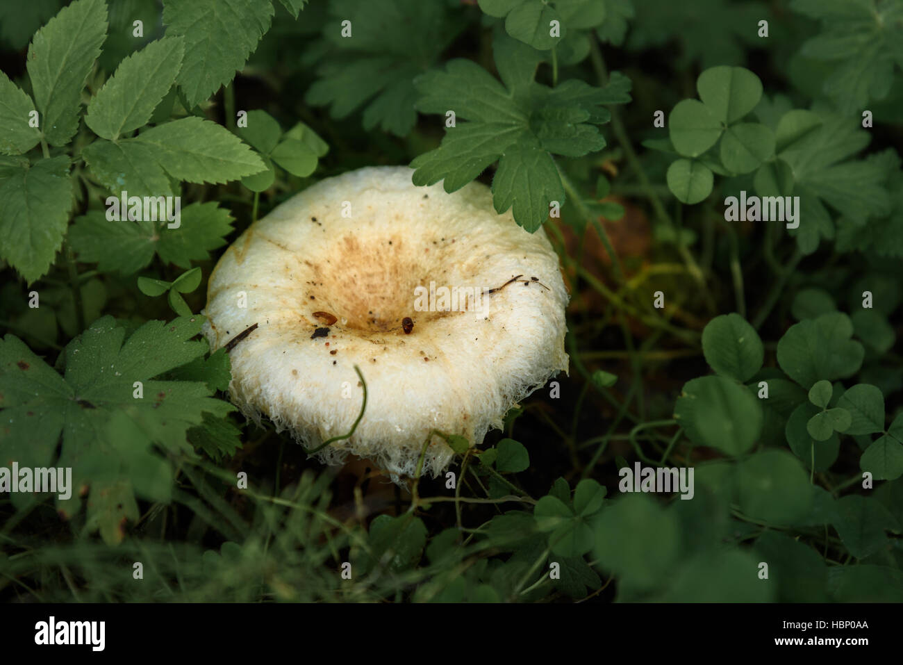 White mushroom Lactarius resimus in wet forest close-up, selective ...