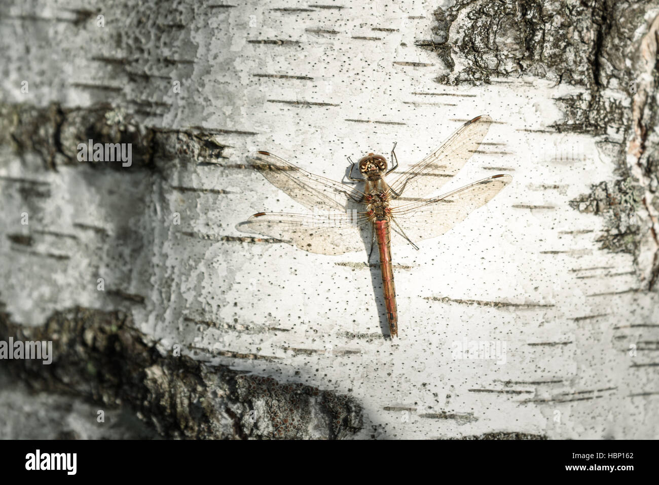 dragonfly sitting on a birch trunk close-up Stock Photo - Alamy