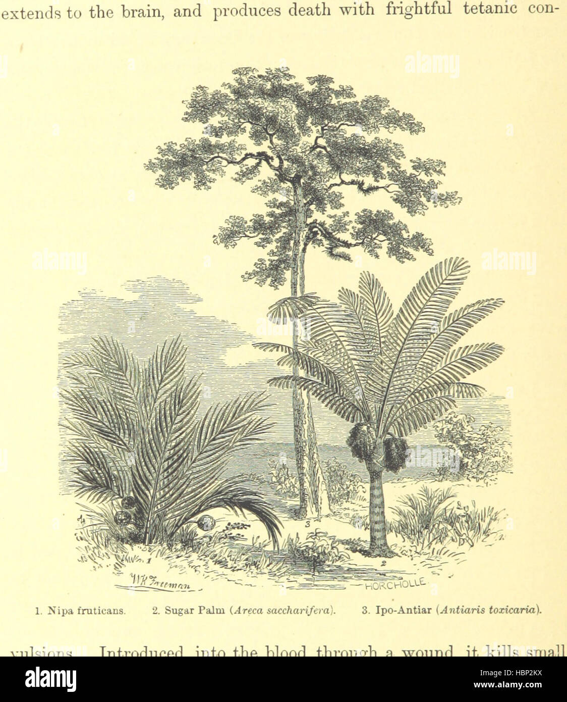 Upas tree antiaris toxicaria hi-res stock photography and images - Alamy