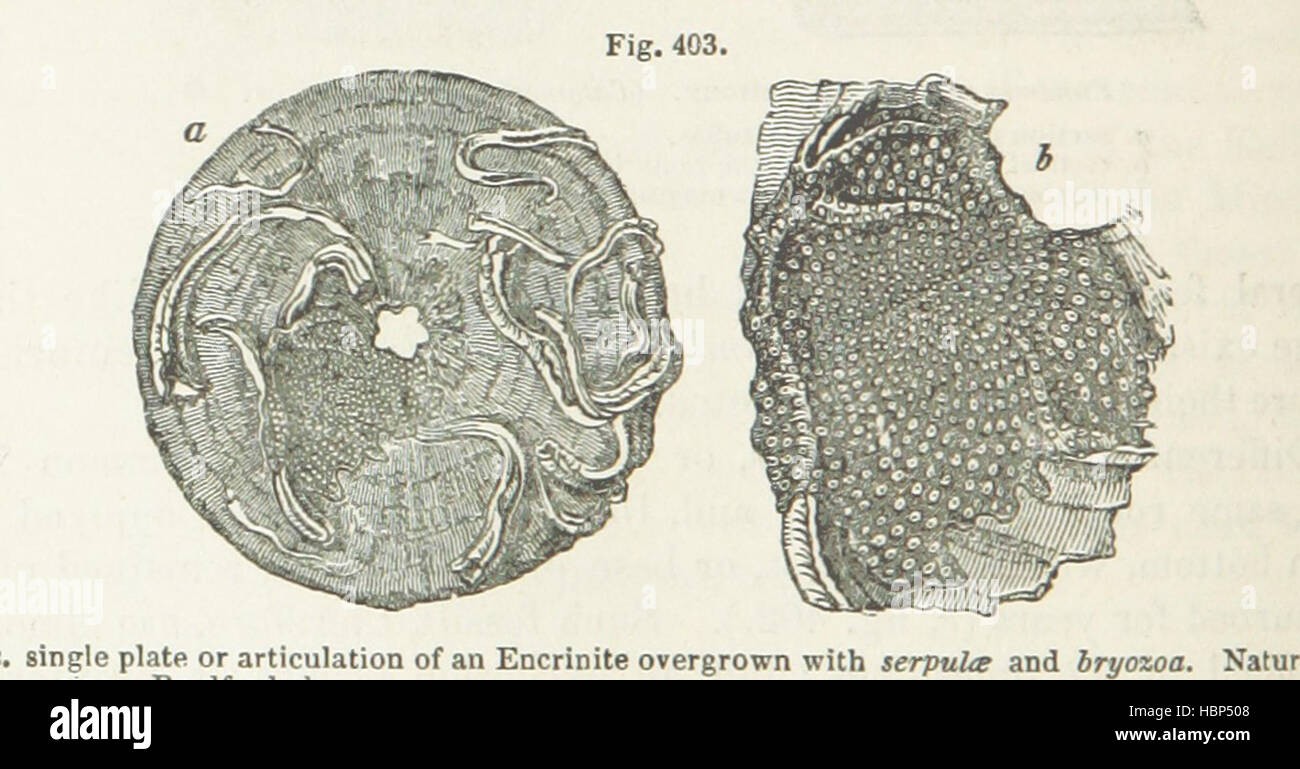 This image from page 424 of 'Elements of Geology' shows illustrations ...