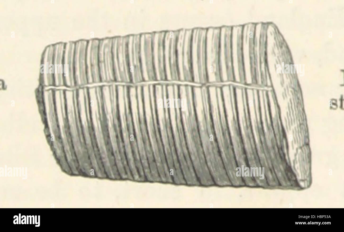 Image taken from page 210 of '[Siluria The history of Stock Photo - Alamy