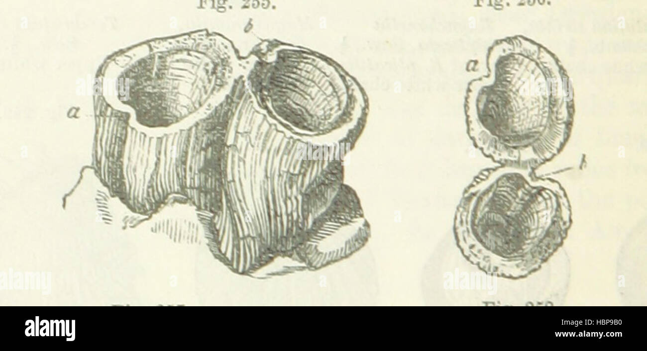Image from page 304 of 'The Student's Elements' shows educational ...