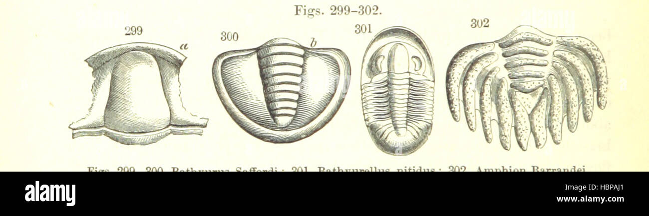 This image from page 206 of 'Manual of Geology' illustrates geological ...