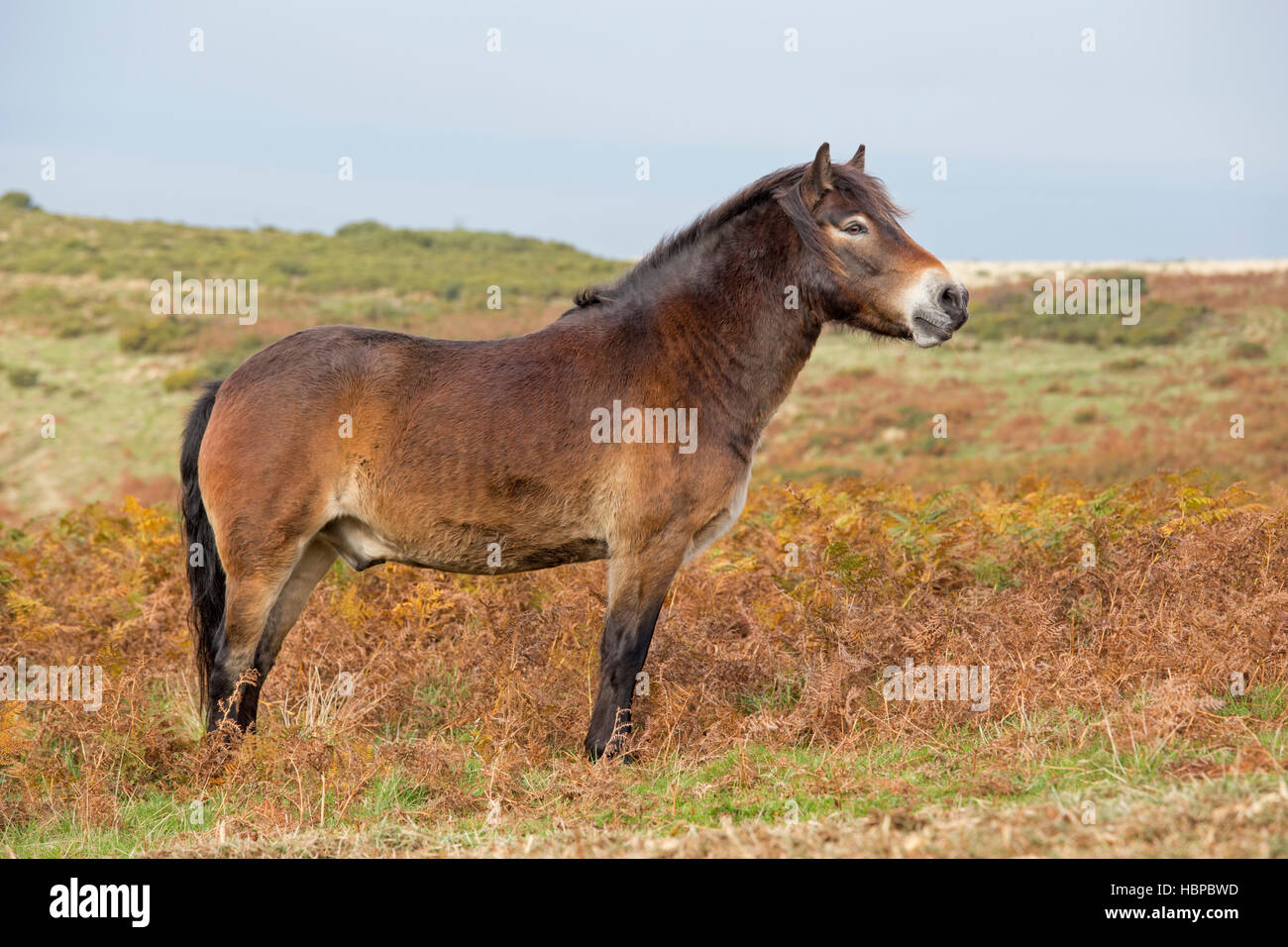 Wild Exmoor pony, Exmoor National Park, Somerset, England, UK Stock ...