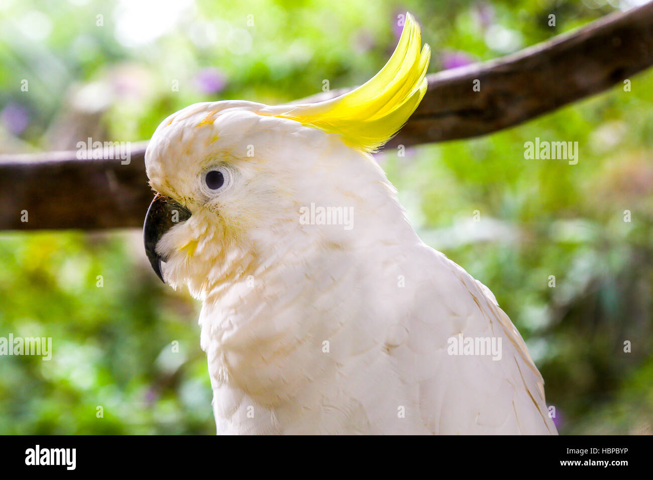 A beautiful white cockatoo bird Stock Photo - Alamy