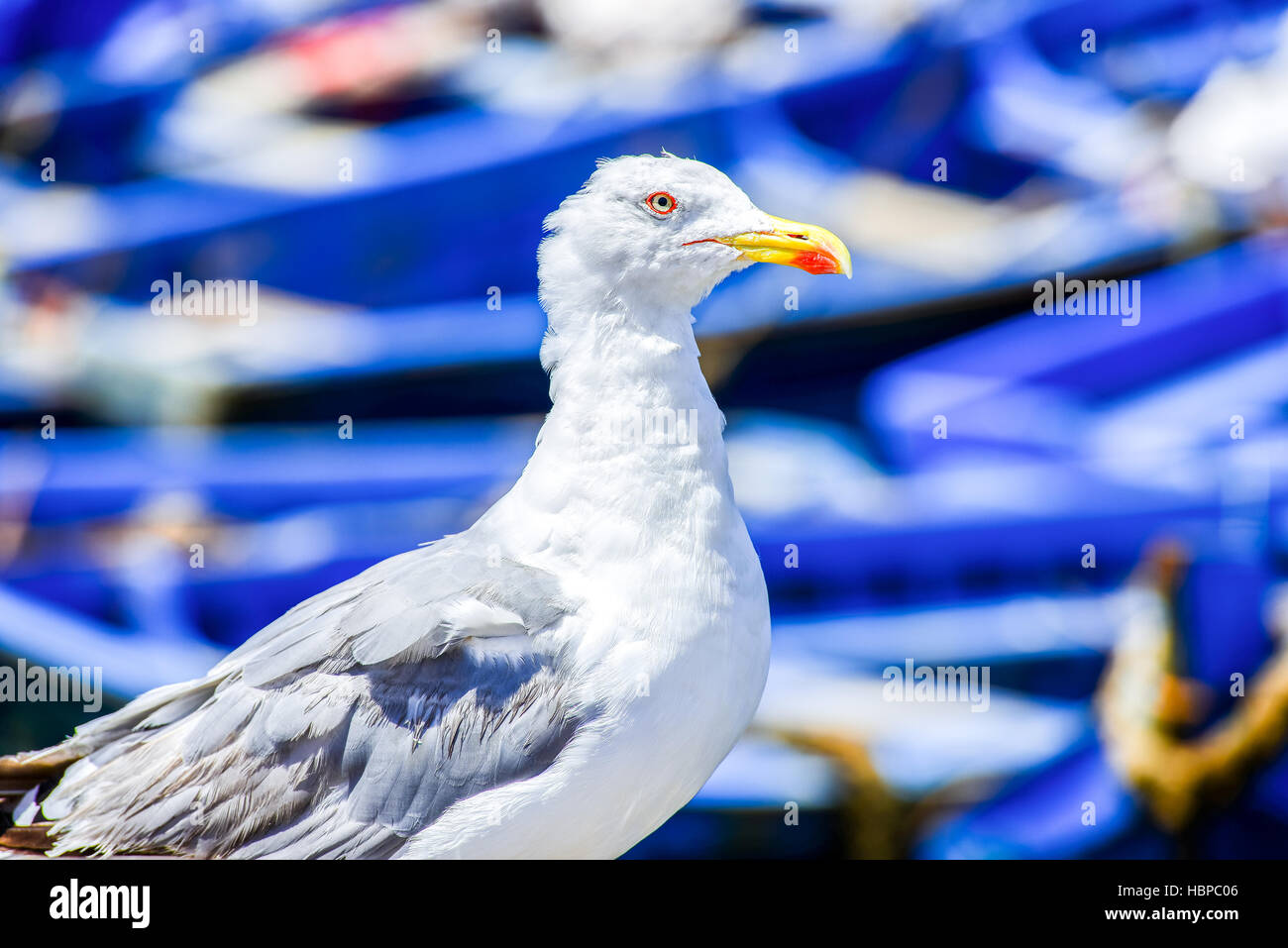Seagull in the fishing port Stock Photo - Alamy