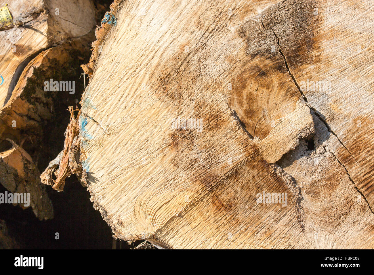 Round oak tree hi-res stock photography and images - Alamy