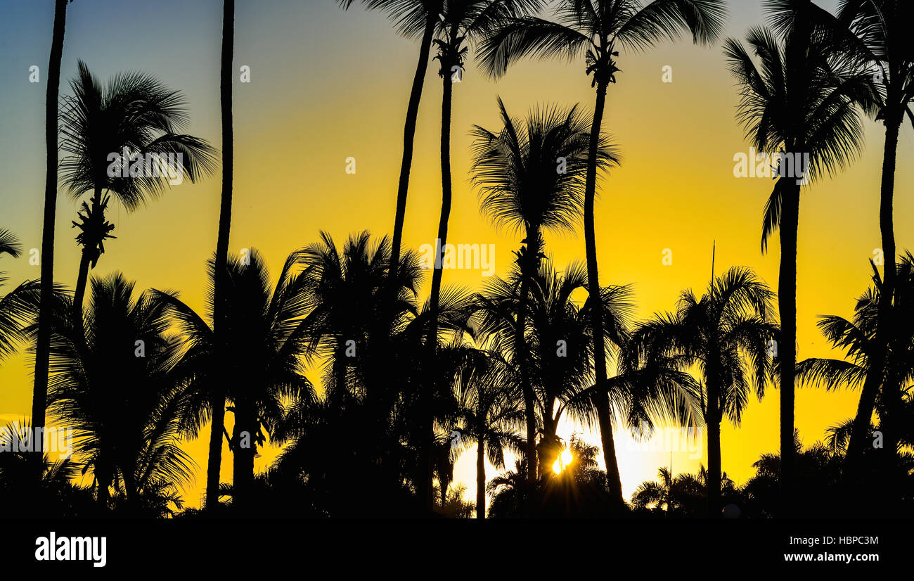 palm dawn morning Stock Photo - Alamy