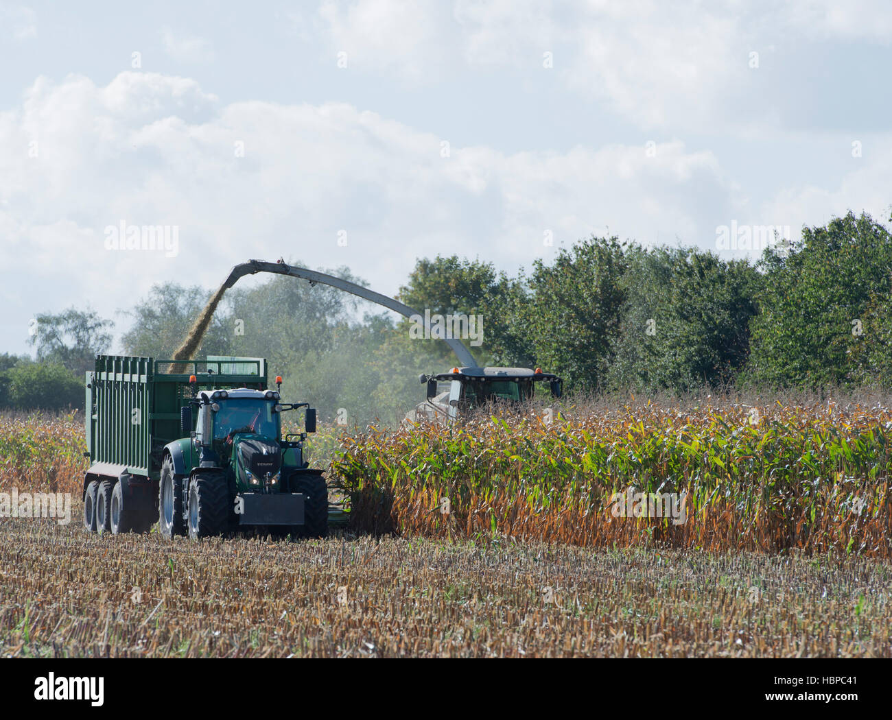 Forage at harvest of corn Maize Stock Photo - Alamy