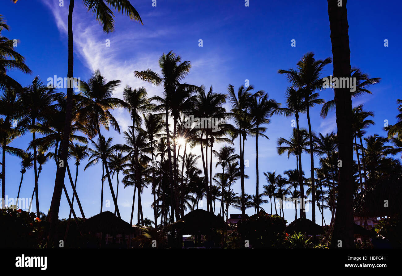 palm dawn morning Stock Photo - Alamy