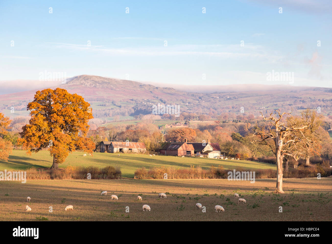 English hill farming hi-res stock photography and images - Alamy