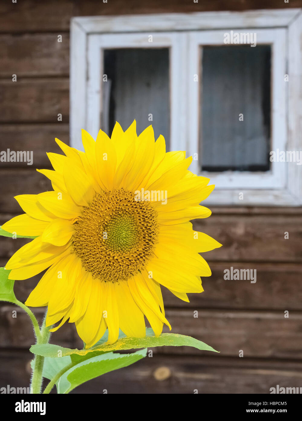 Sunflowers house hi-res stock photography and images - Alamy