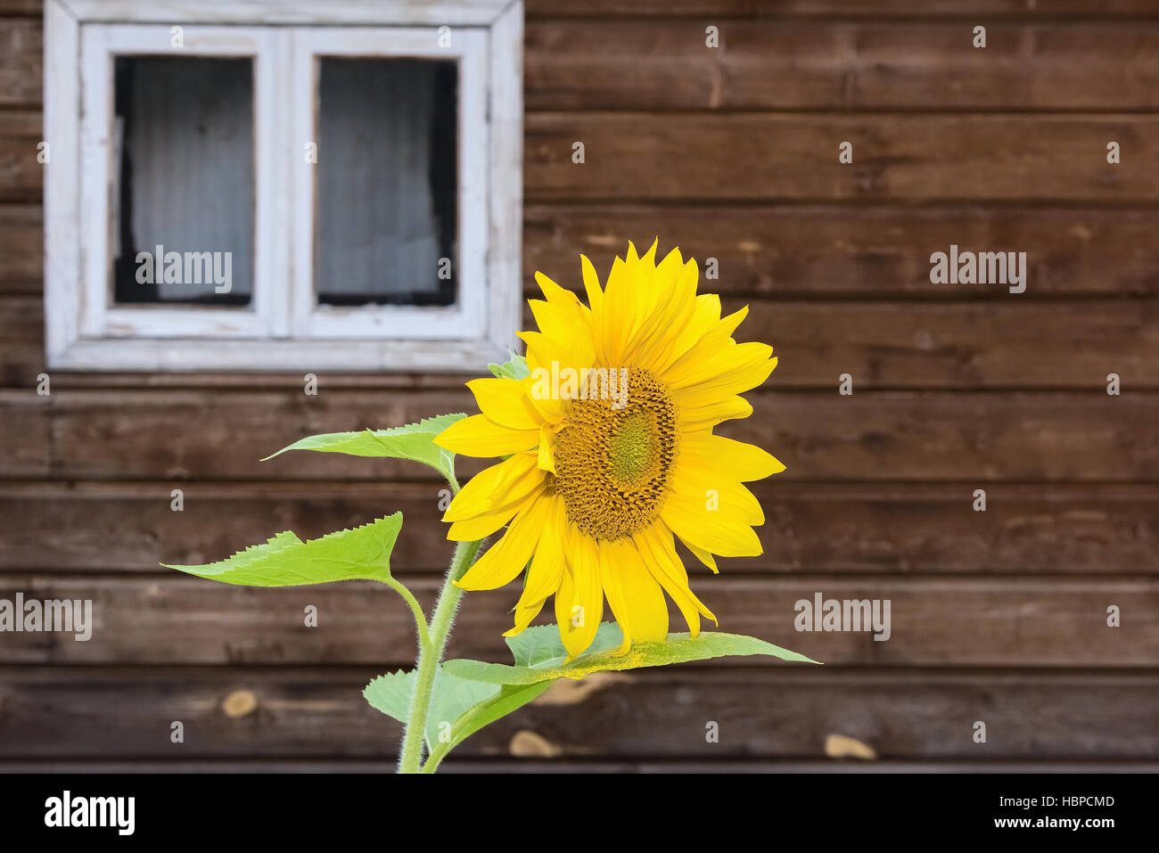 sunflowers near the house Stock Photo - Alamy