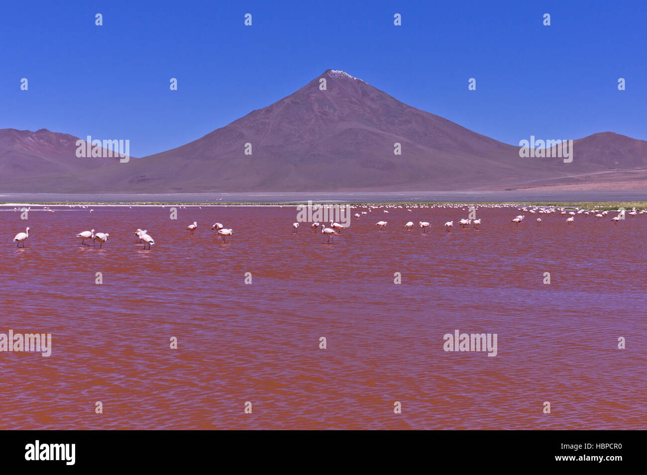 Red lake, Bolivia, South America Stock Photo - Alamy