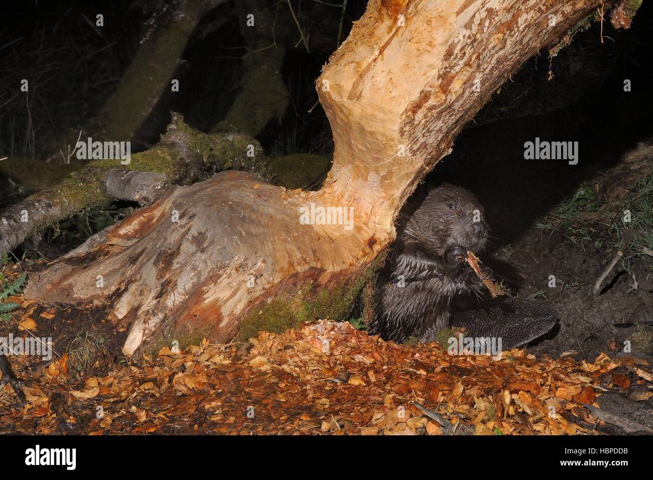 Beaver felling tree hi-res stock photography and images - Alamy