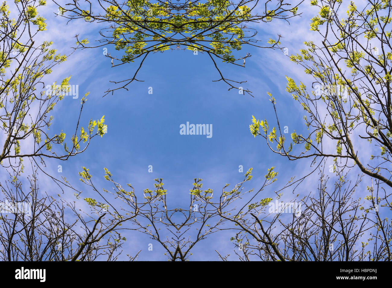 Looking through leaves in the blue sky Stock Photo - Alamy