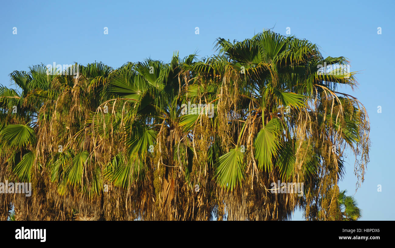 african palm tree on cape verde Stock Photo - Alamy