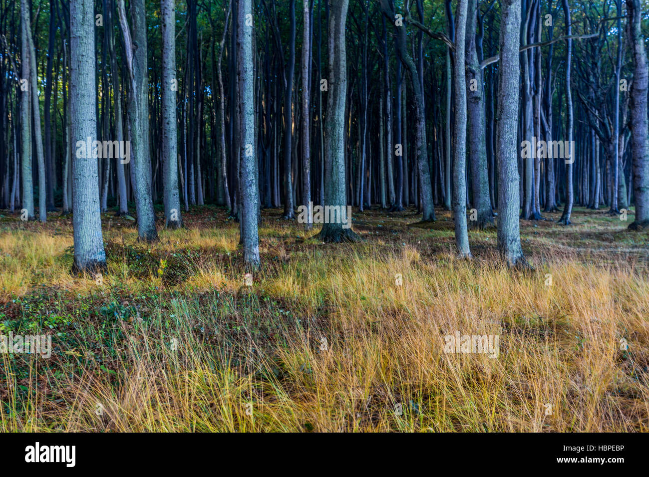 ghost forest germany Stock Photo - Alamy