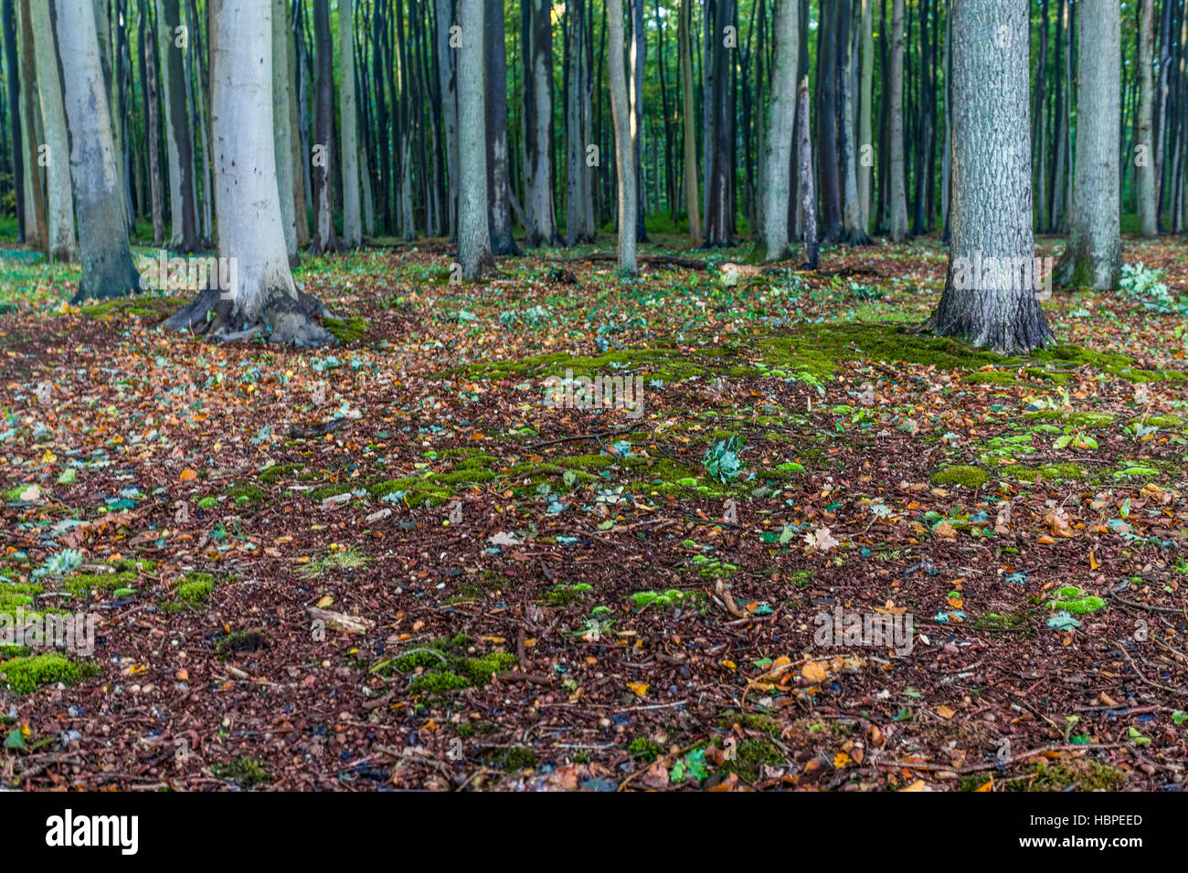 ghost forest germany Stock Photo - Alamy