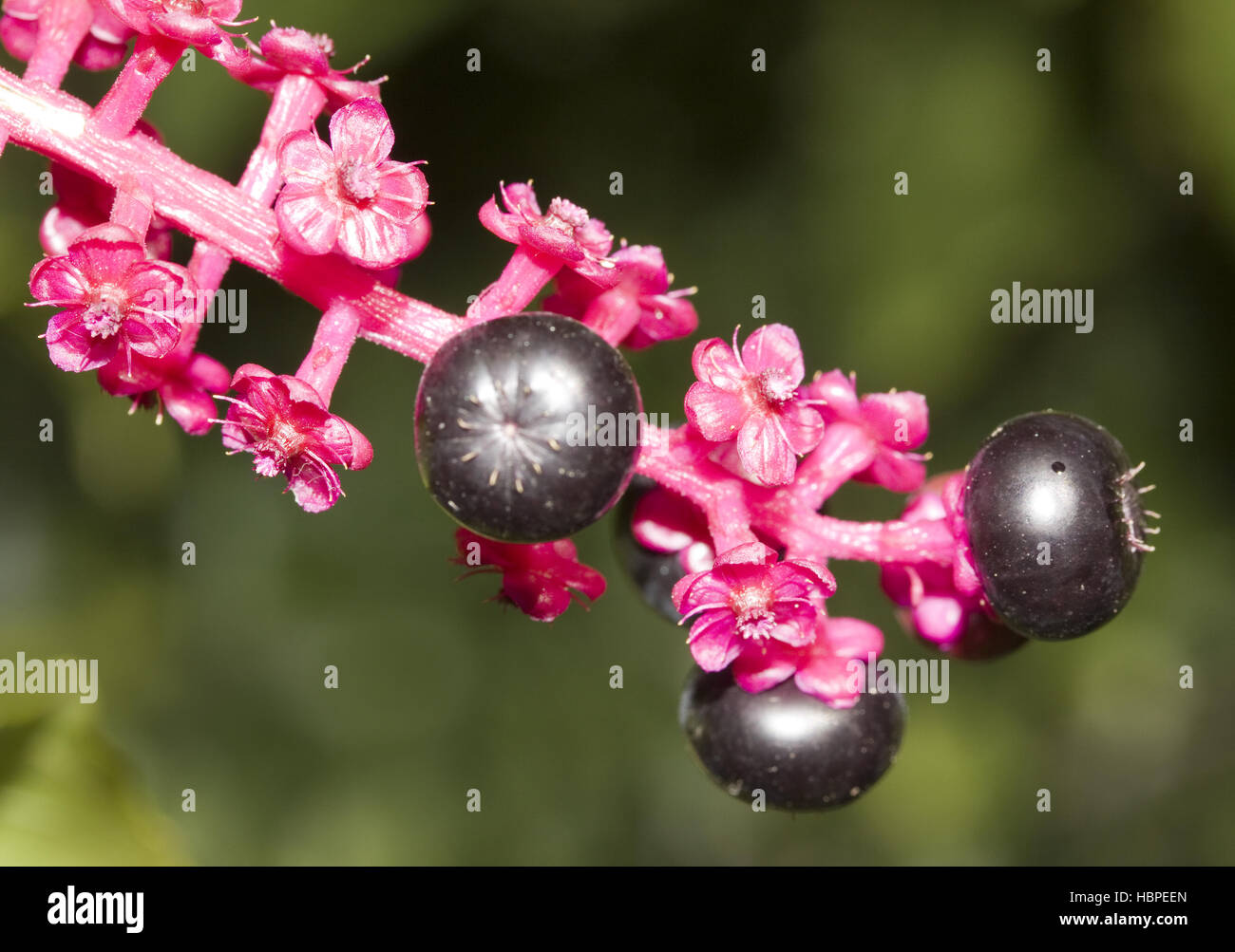 Amerikanische kermesbeere hi-res stock photography and images - Alamy