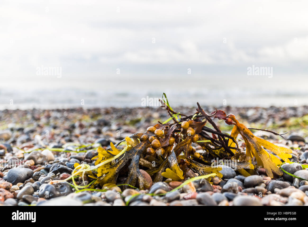 Algen hi-res stock photography and images - Alamy