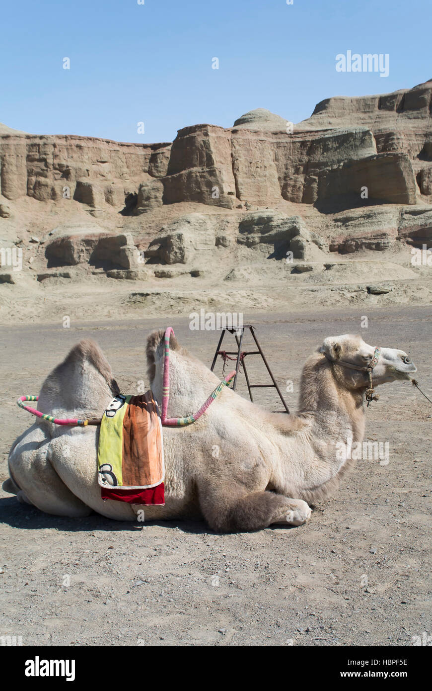 Camelini High Resolution Stock Photography and Images - Alamy