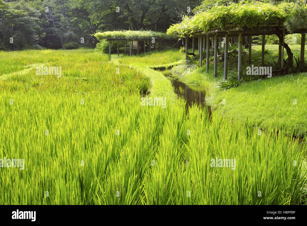 Japanese agriculture rural landscape hi-res stock photography and ...