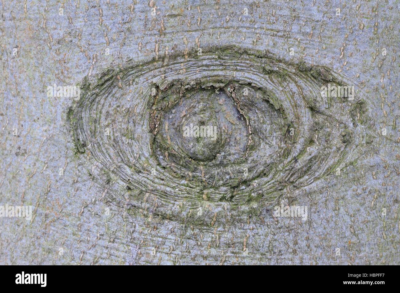 whim of nature Stock Photo - Alamy