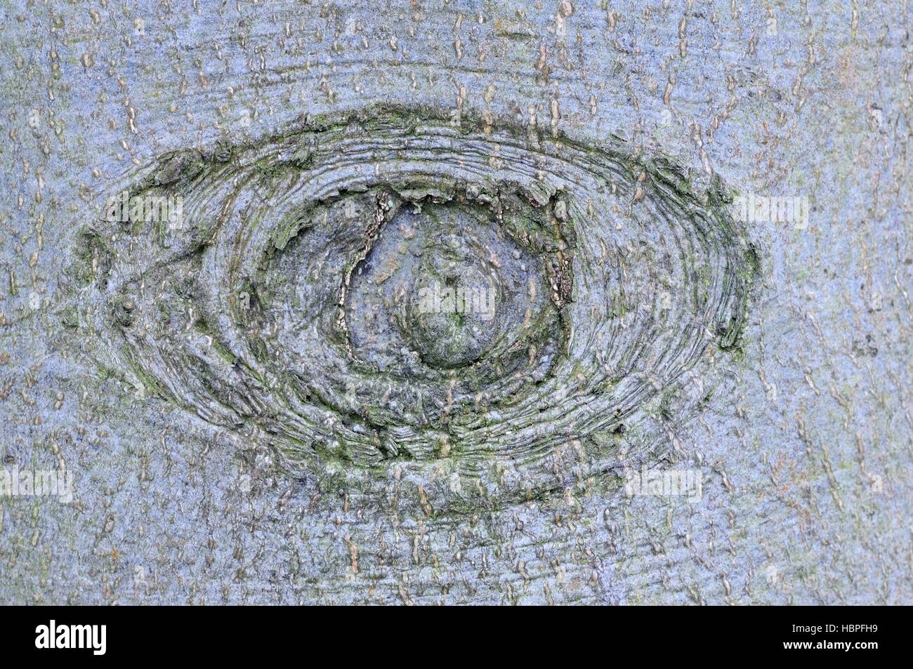 Eye tree hi-res stock photography and images - Alamy