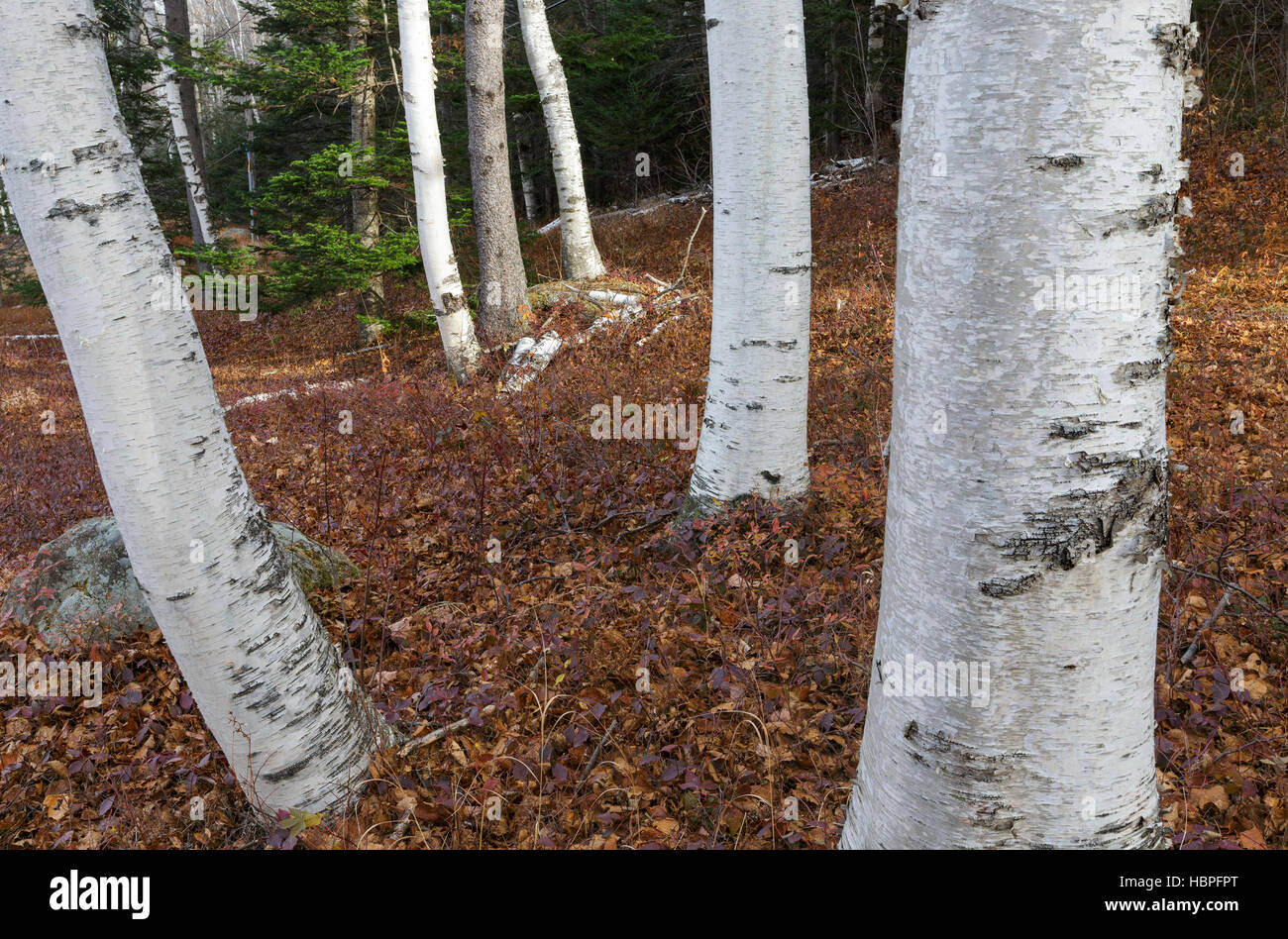 Birch trees in Pinkham Notch of the New Hampshire White Mountains during the autumn months Stock ...