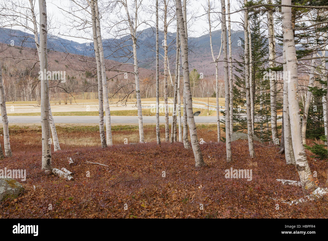 Birch trees in Pinkham Notch of the New Hampshire White Mountains during the autumn months Stock ...