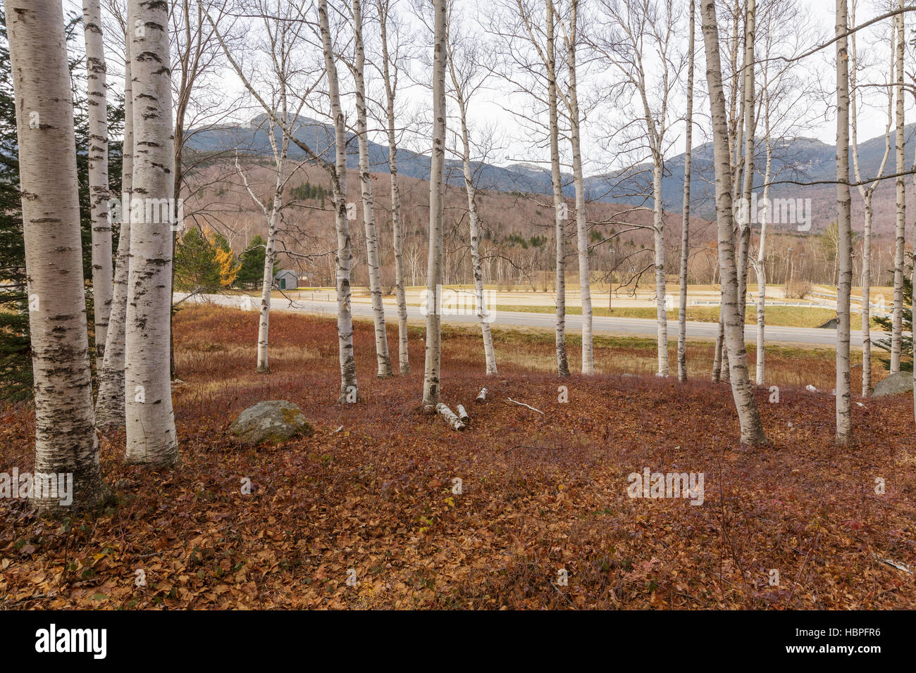 Birch trees in Pinkham Notch of the New Hampshire White Mountains during the autumn months Stock ...
