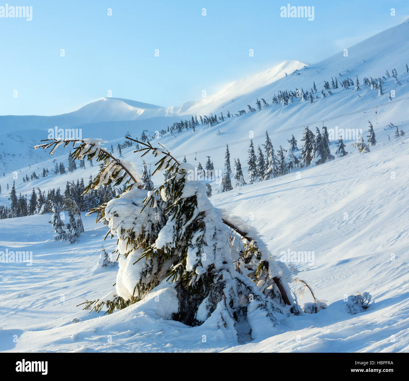 Icy snow on trees hi-res stock photography and images - Alamy
