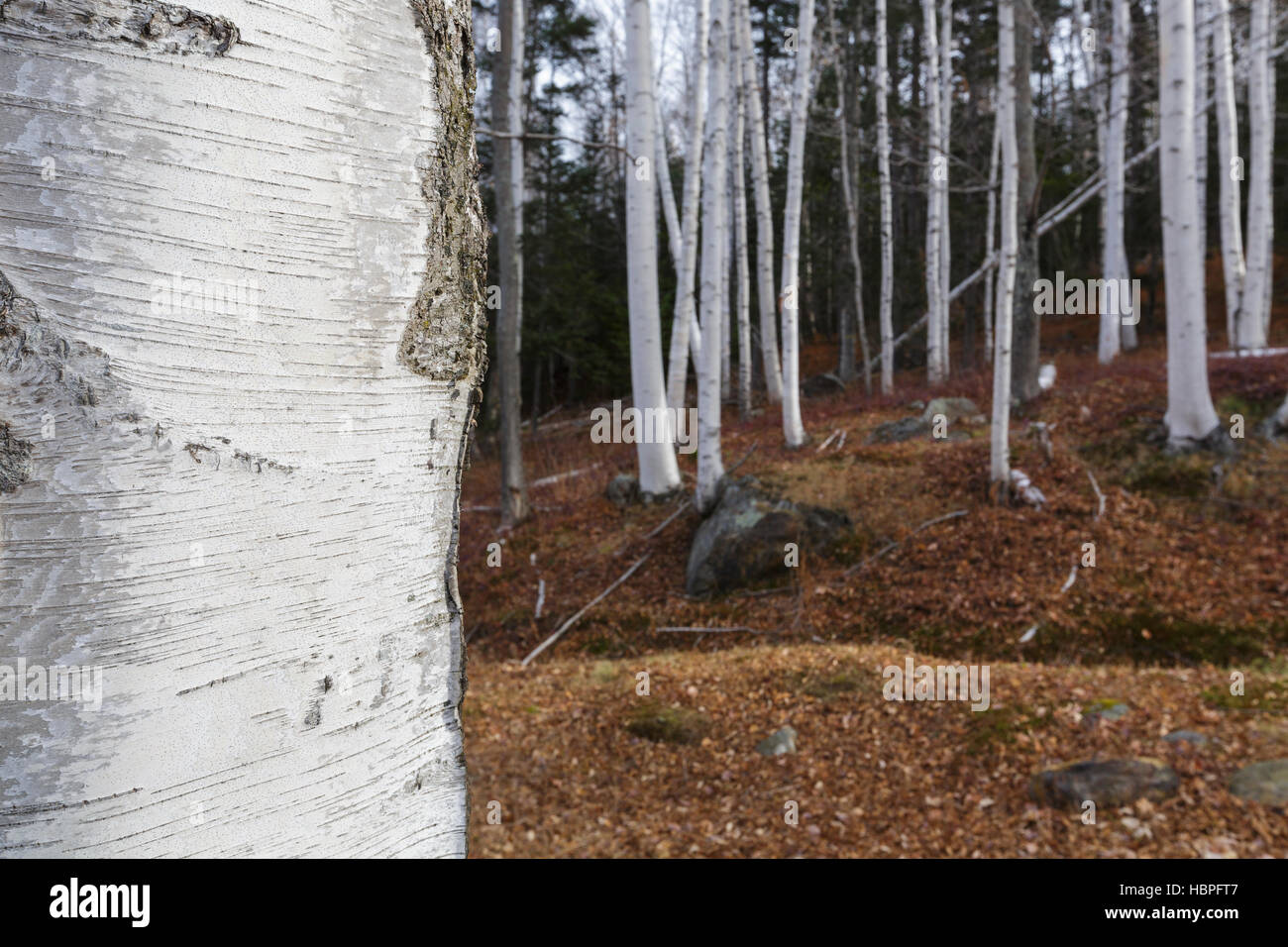 Birch trees in Pinkham Notch of the New Hampshire White Mountains during the autumn months Stock ...