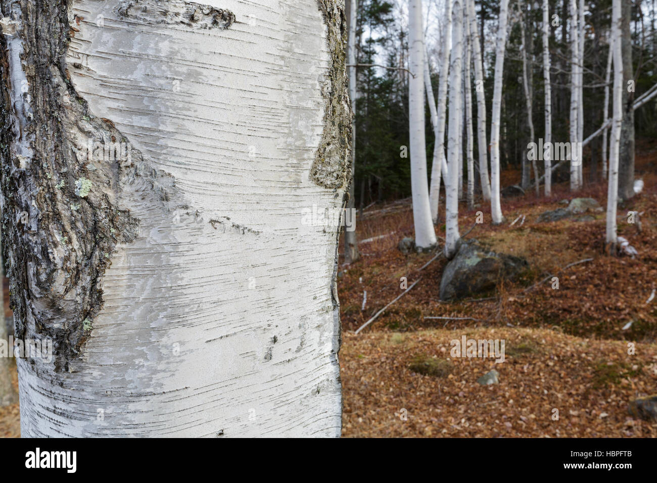 Birch trees in Pinkham Notch of the New Hampshire White Mountains during the autumn months Stock ...