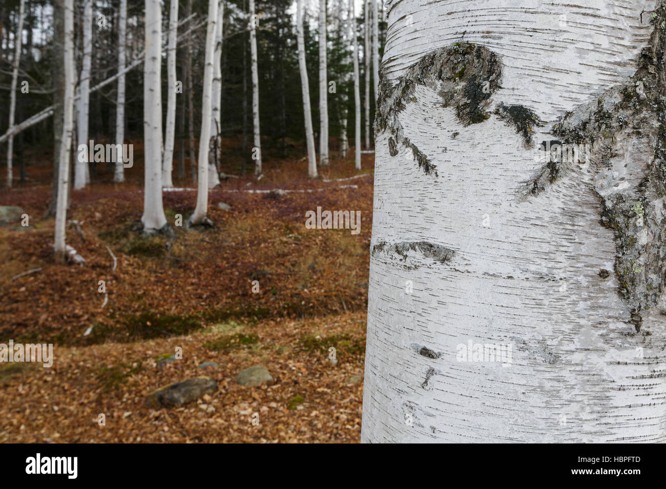 Birch trees in Pinkham Notch of the New Hampshire White Mountains during the autumn months Stock ...