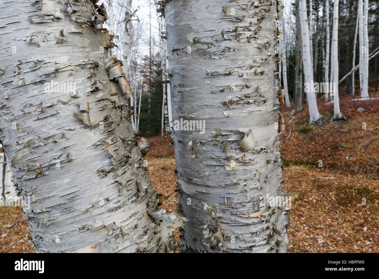 Birch trees in Pinkham Notch of the New Hampshire White Mountains during the autumn months Stock ...