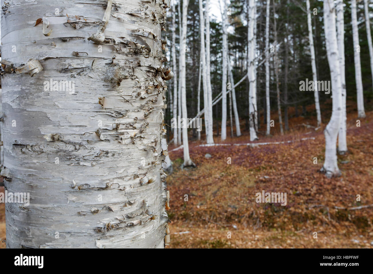 Birch trees in Pinkham Notch of the New Hampshire White Mountains during the autumn months Stock ...