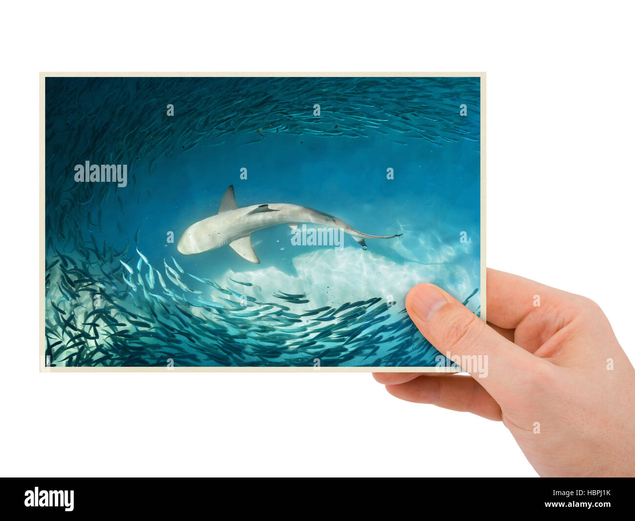 Shark showing teeth hi-res stock photography and images - Alamy