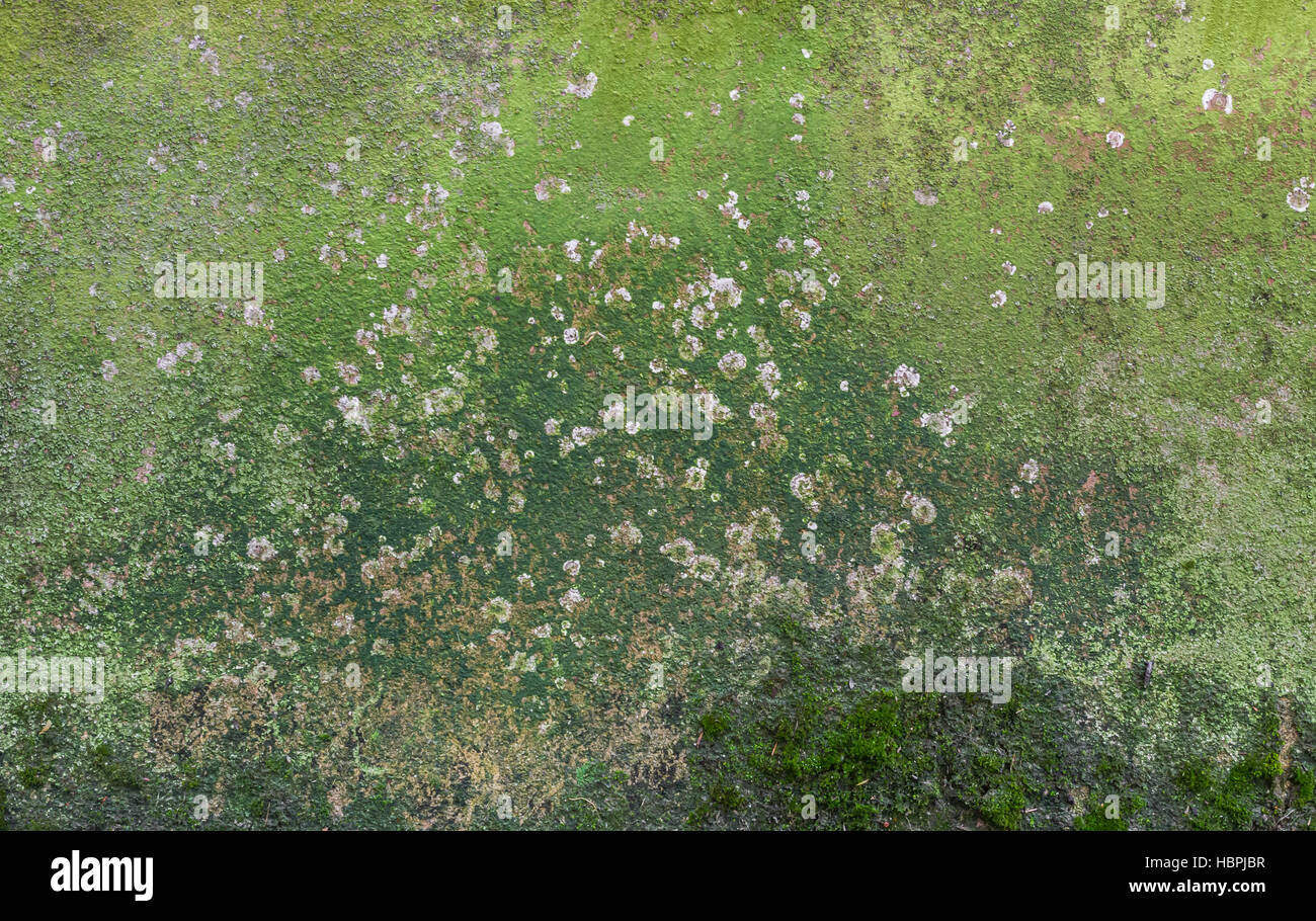 Moss and mold on wall Stock Photo - Alamy