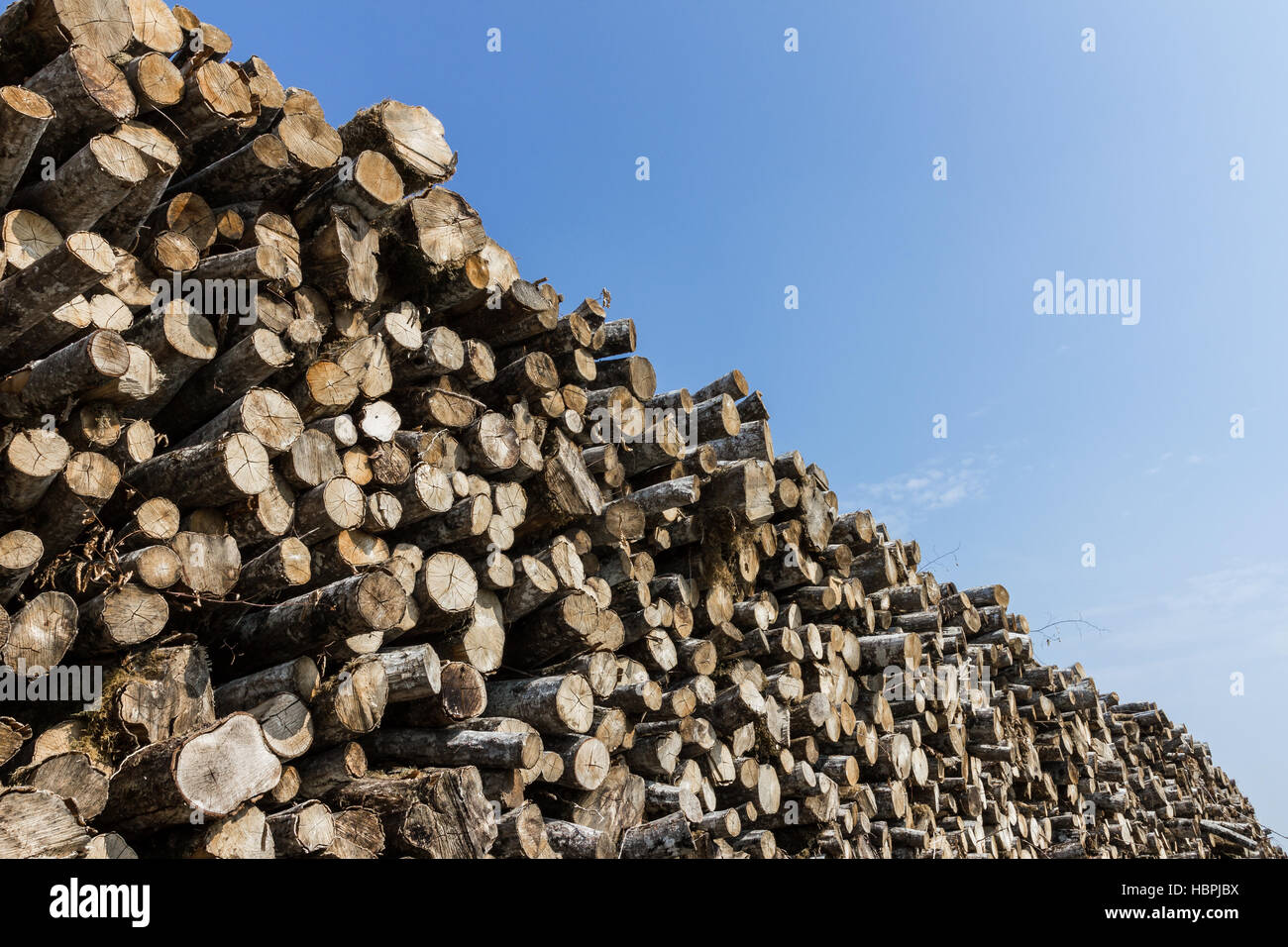 Big pile of wood logs Stock Photo - Alamy