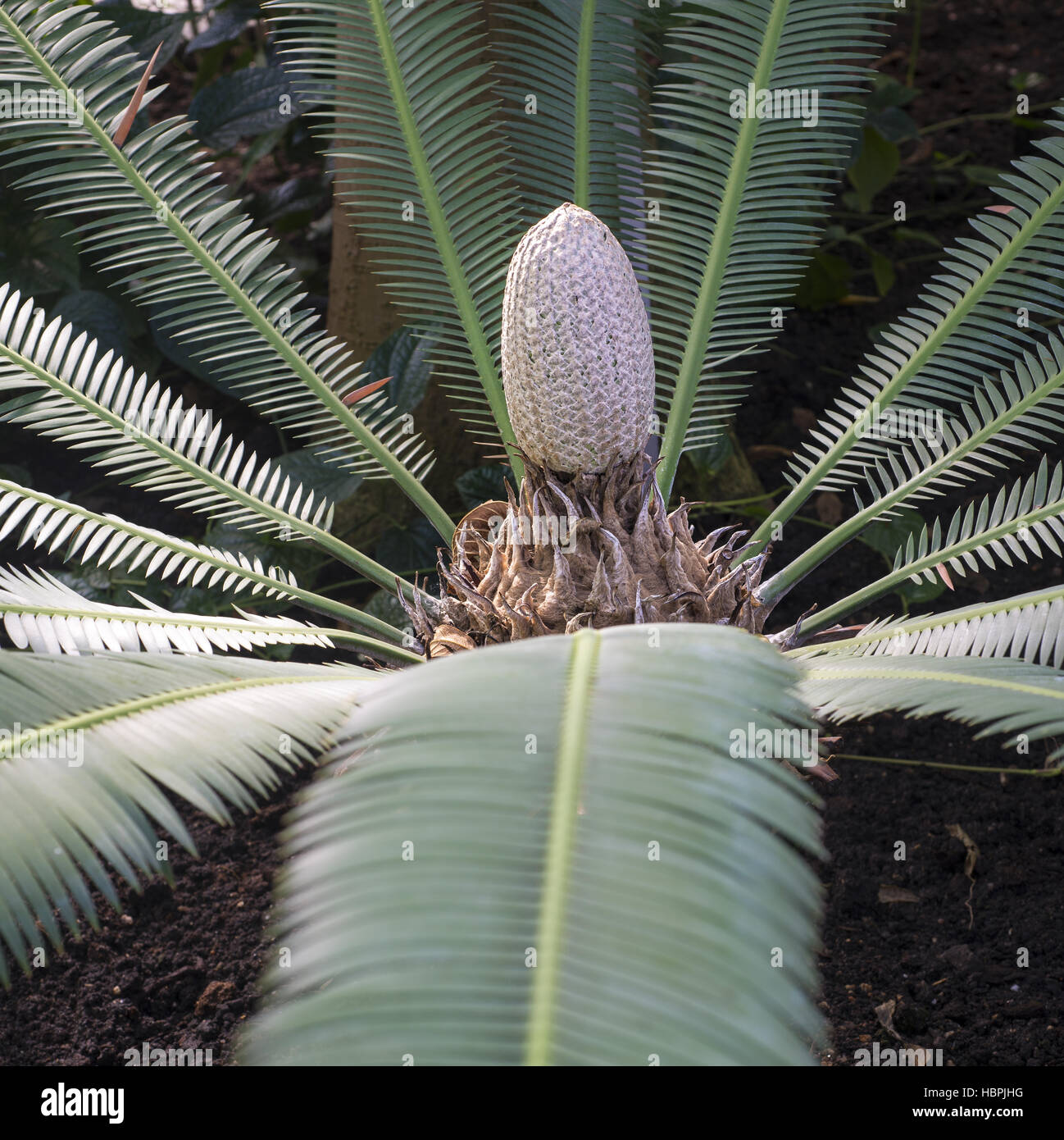 Dioon hi-res stock photography and images - Alamy