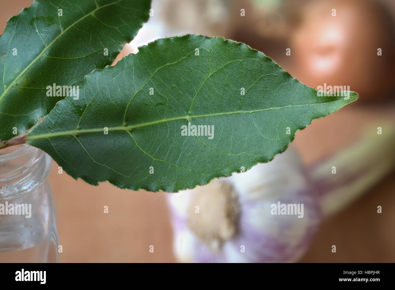 A Fresh Bay Leaf Stock Photo - Alamy