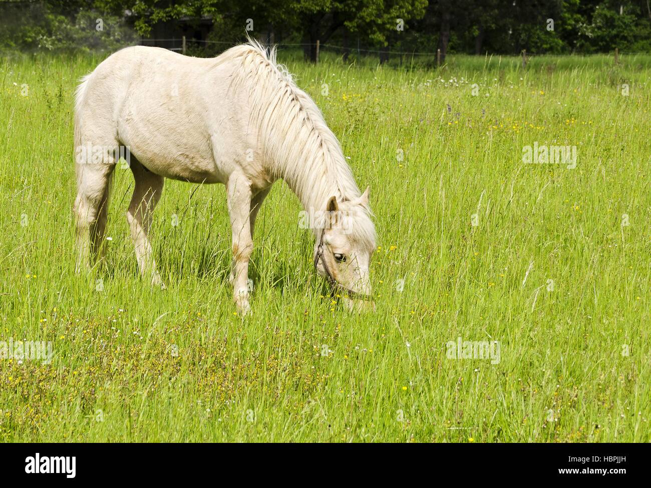 grazing light horse Stock Photo - Alamy