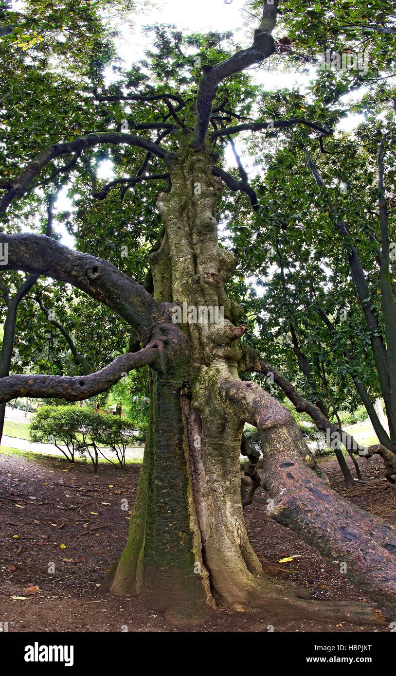 Old gnarled tree hi-res stock photography and images - Alamy