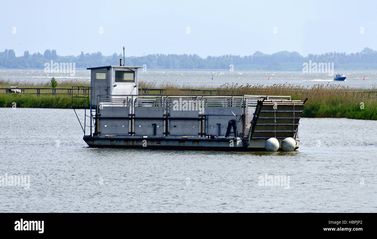ferry boat for transportation of animals Stock Photo - Alamy