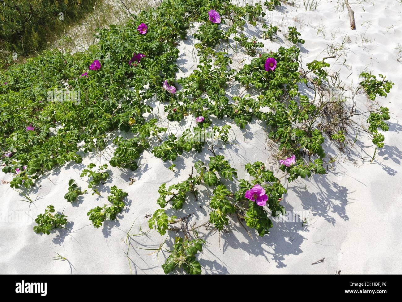 Dune rose hi-res stock photography and images - Alamy