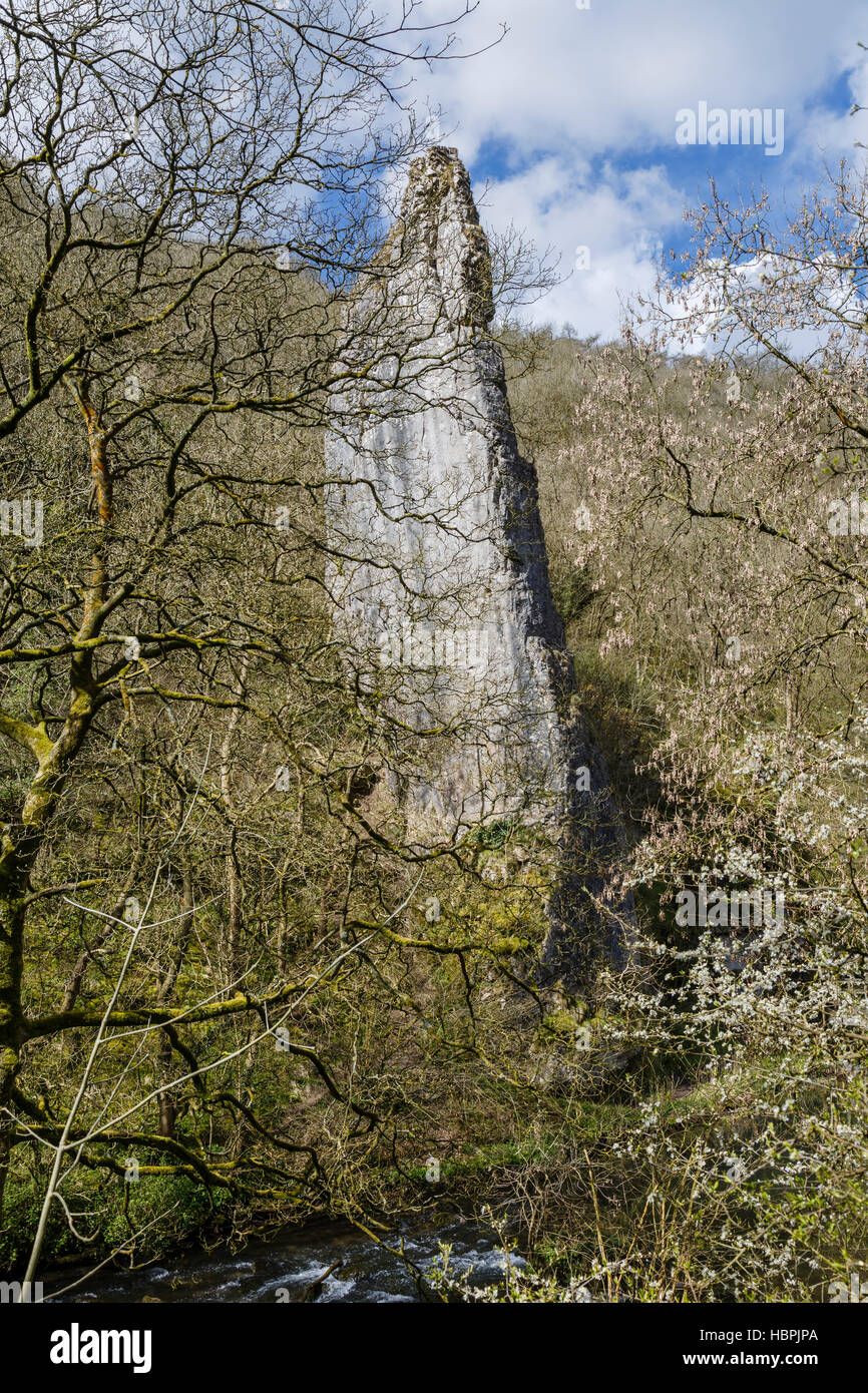 The limestone pinnacle known as Ilam Rock in Dovedale, Peak District ...