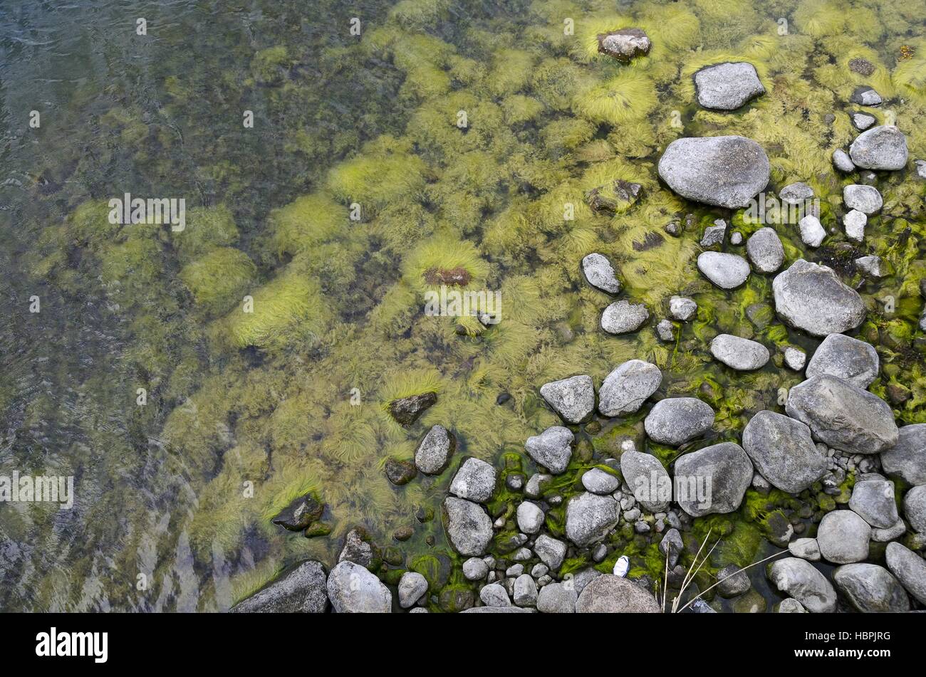 Algea hi-res stock photography and images - Alamy